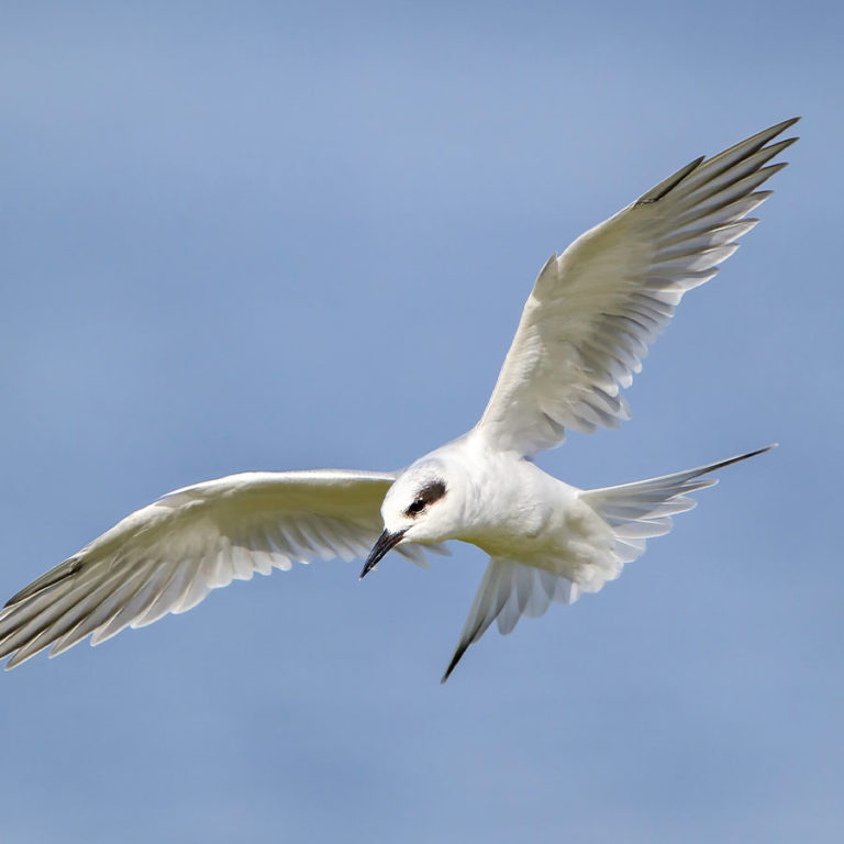 Forster’s Tern – California Ricelands Waterbird Foundation