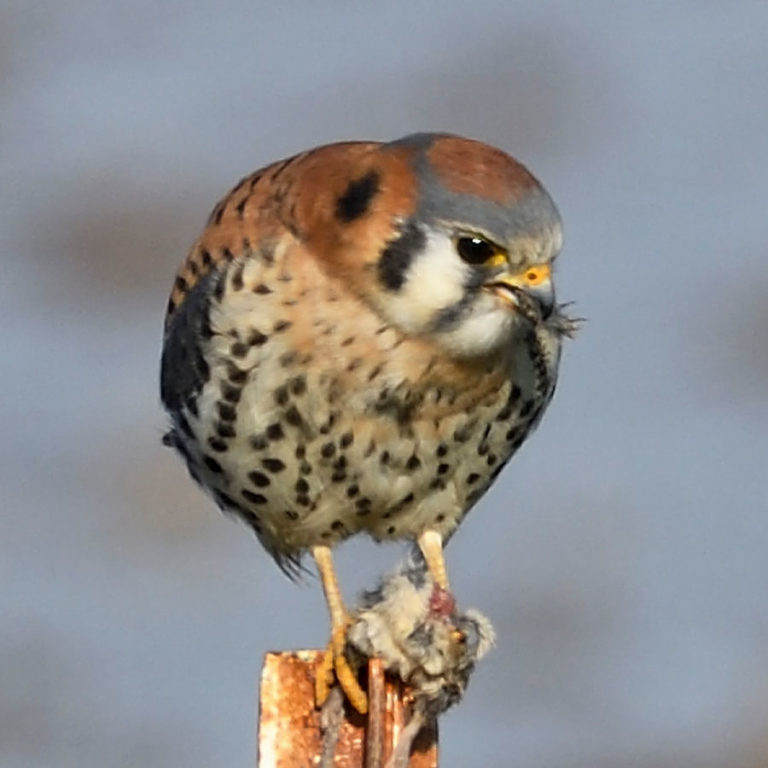 American Kestrel – California Ricelands Waterbird Foundation