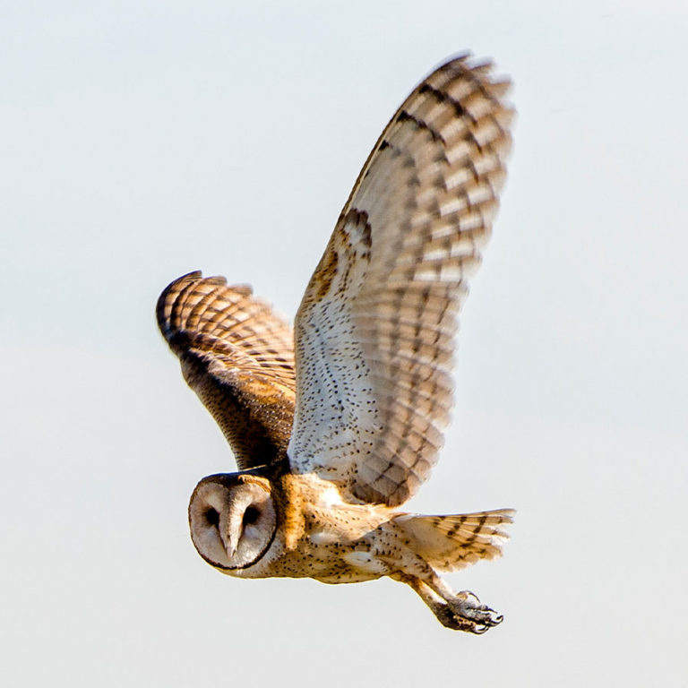 Riceland Owls – California Ricelands Waterbird Foundation