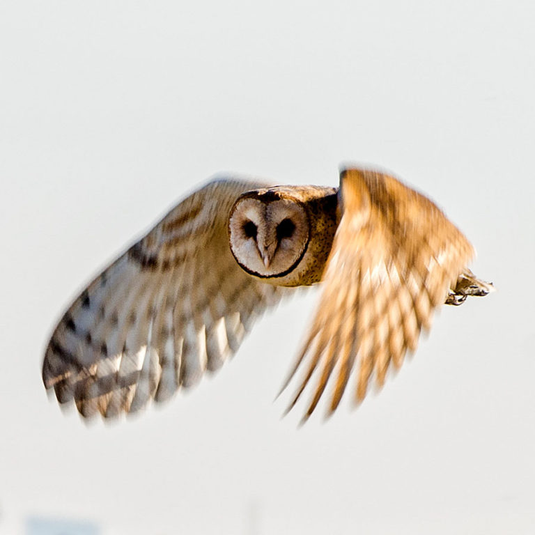 Riceland Owls – California Ricelands Waterbird Foundation