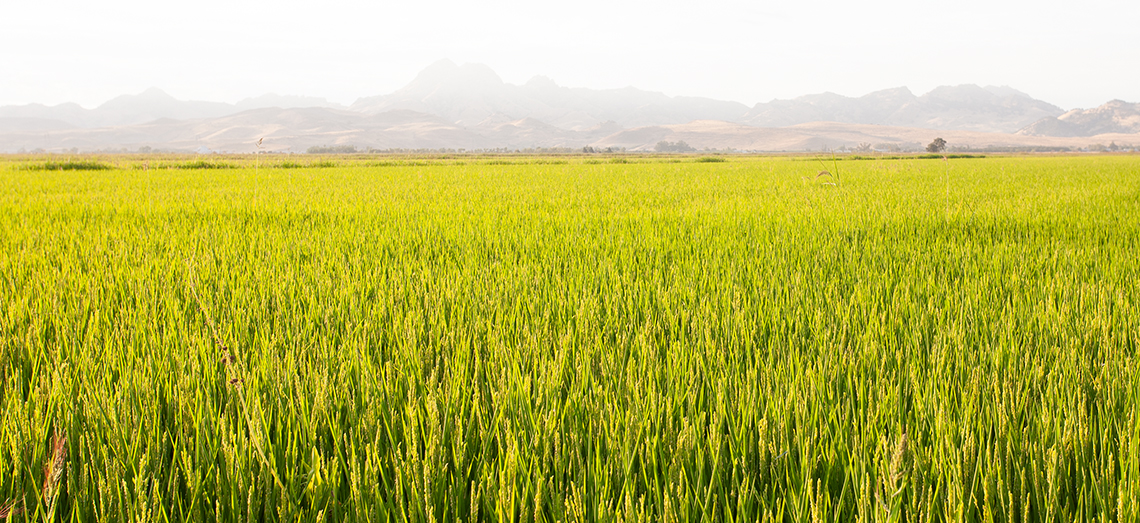 California BirdReturns – California Ricelands Waterbird Foundation