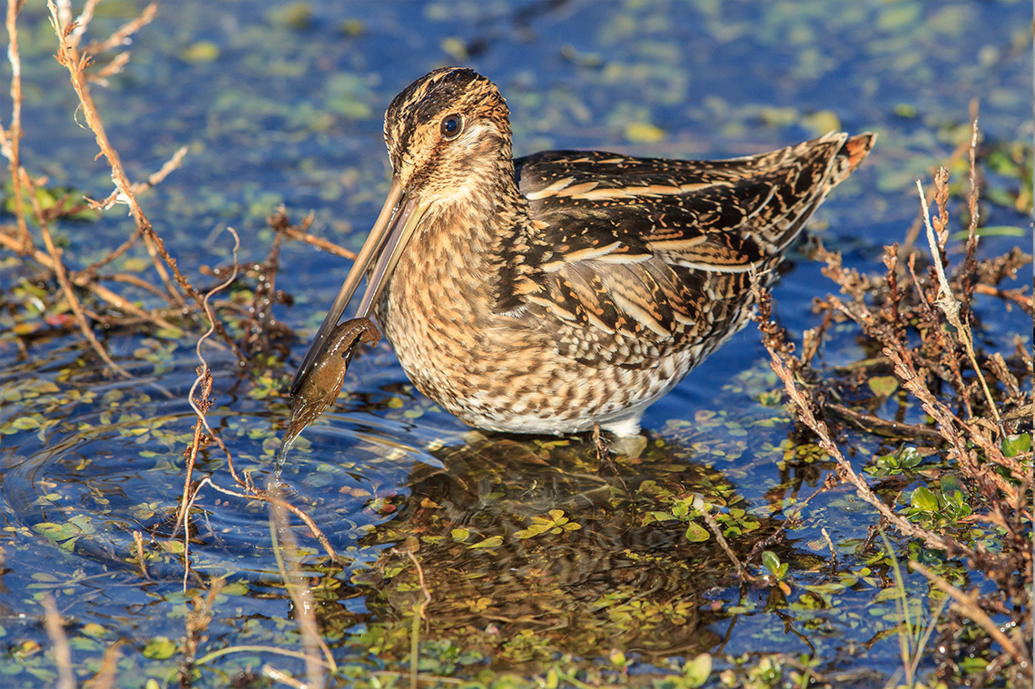 California BirdReturns – California Ricelands Waterbird Foundation
