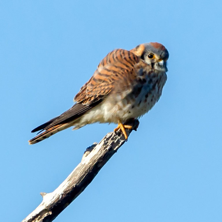 American Kestrel – California Ricelands Waterbird Foundation